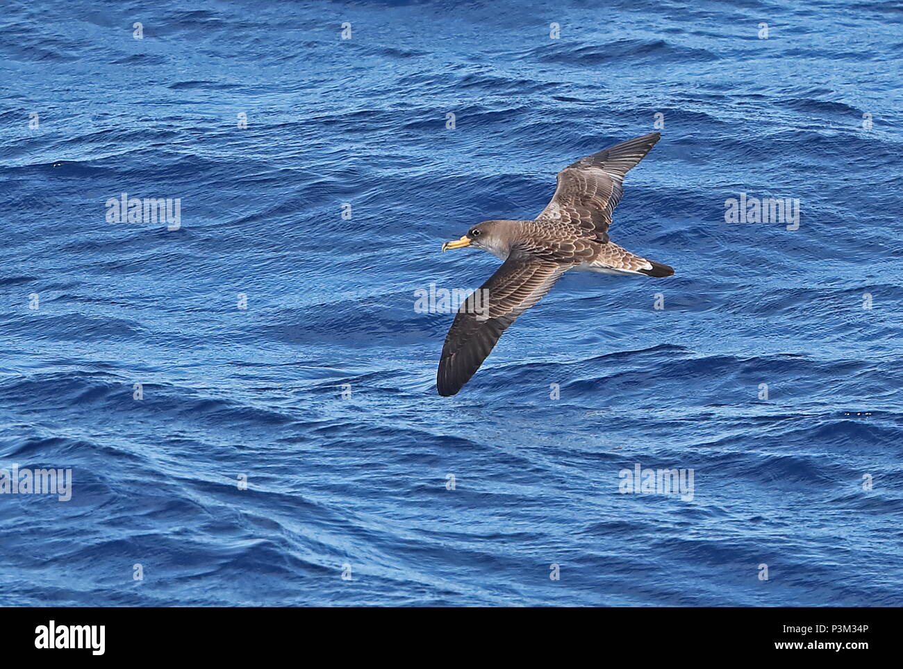 Cory's Shearwater (Calonectris borealis) adult in flight, topside ...