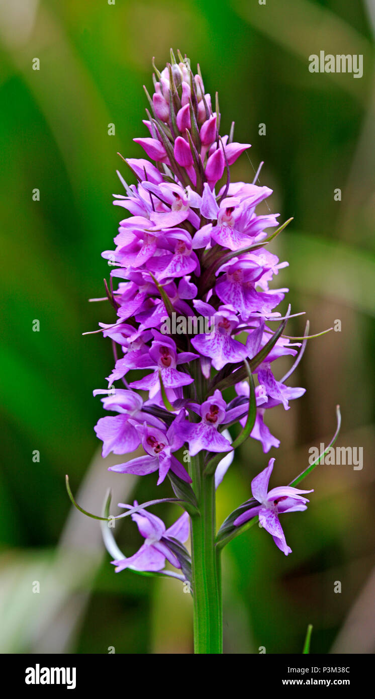 The flower head of a Southern Marsh-orchid, Dactylorhiza praetermissa ...