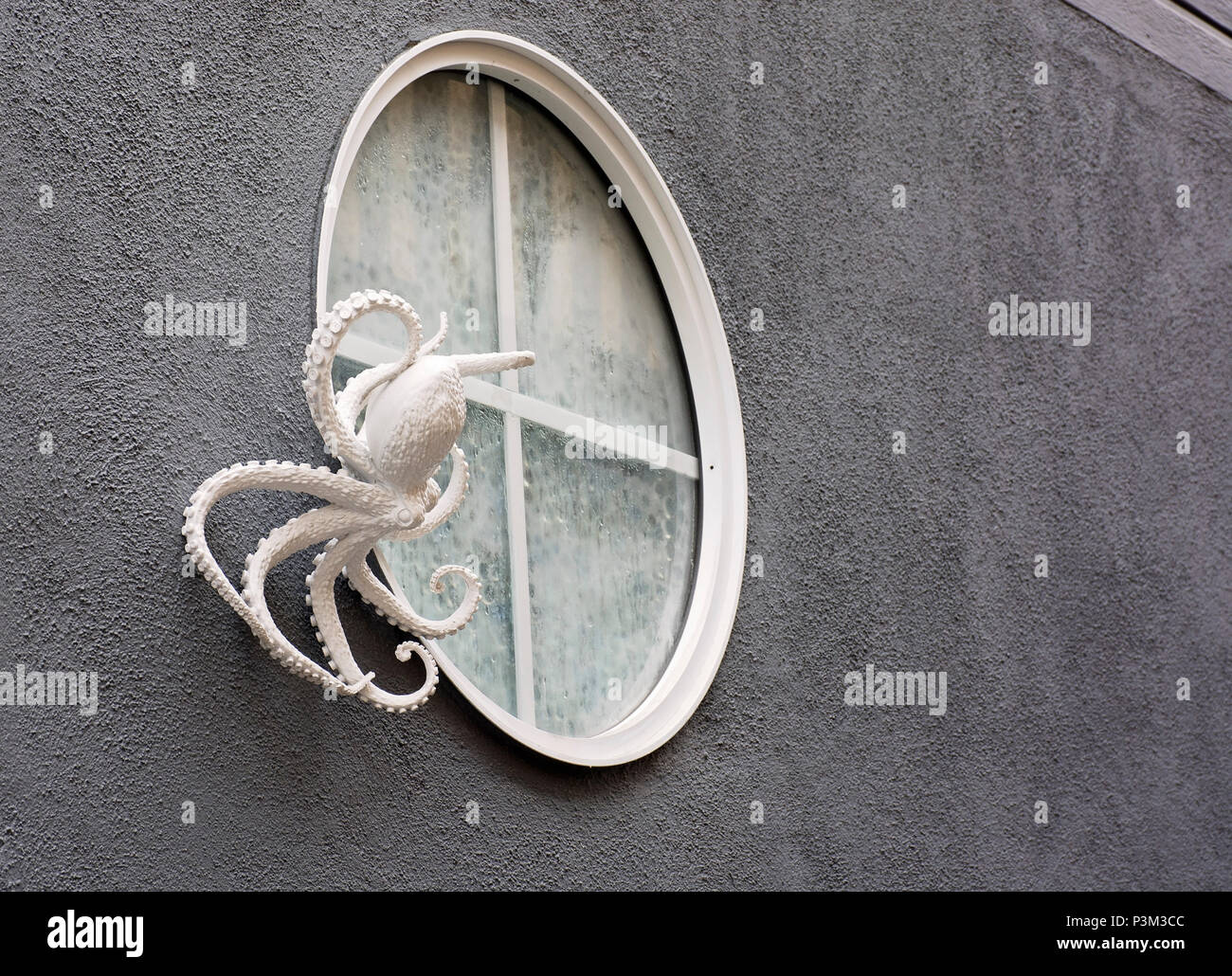 Octopus texture hi-res stock photography and images - Alamy