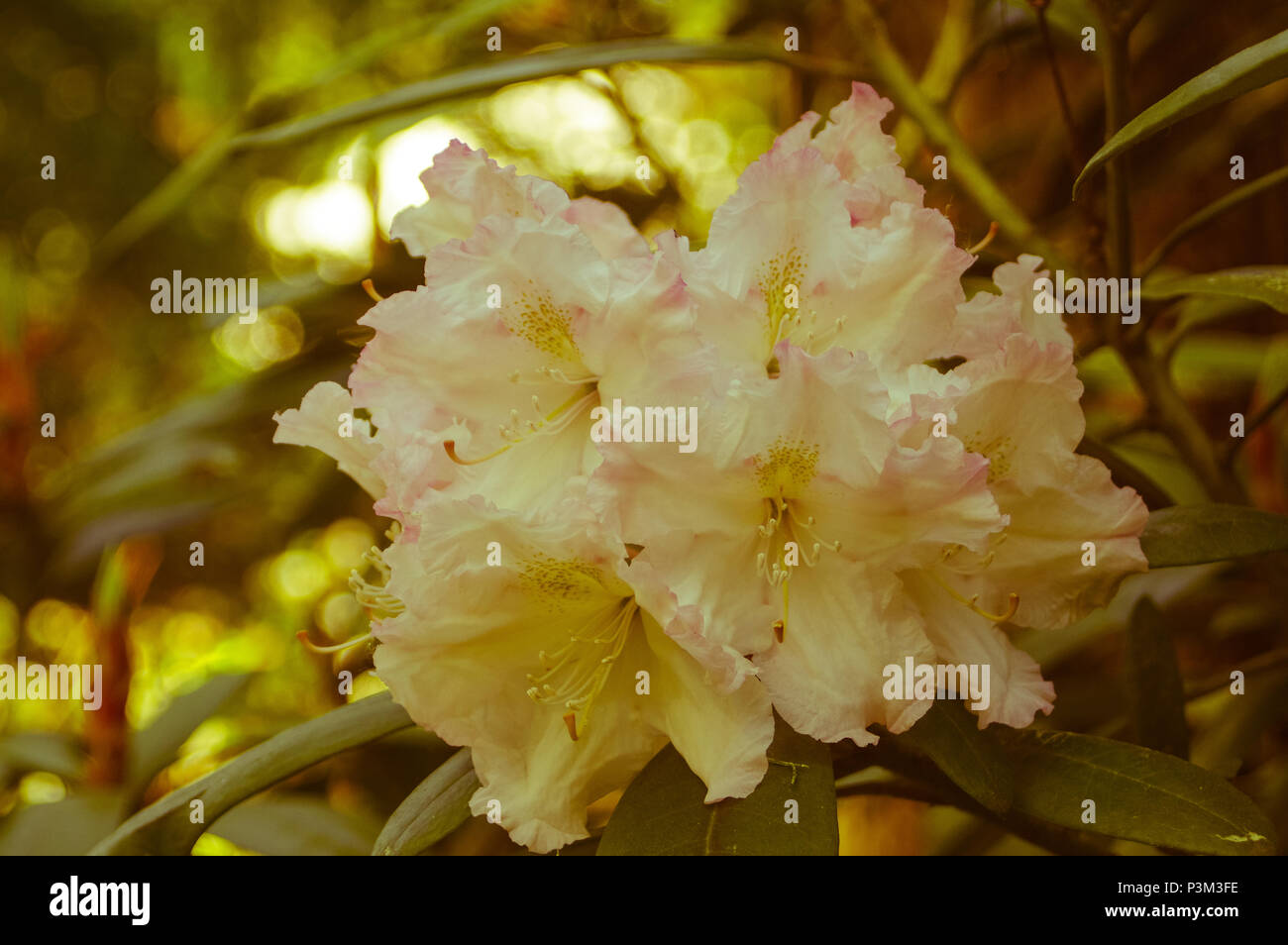 Beautiful rhododendron flowers Stock Photo - Alamy