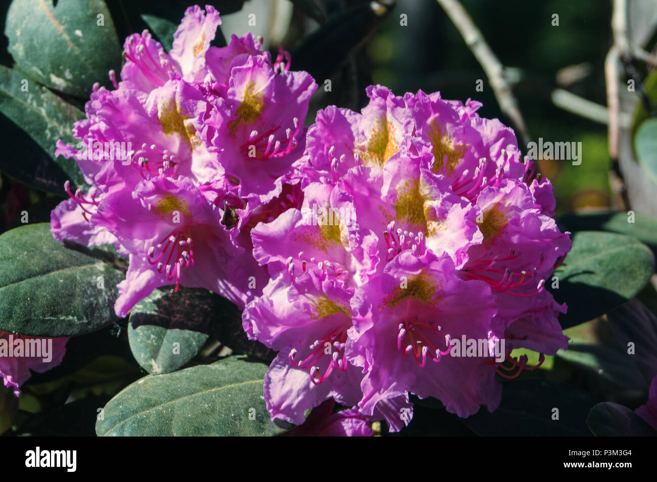 Beautiful rhododendron flowers Stock Photo - Alamy