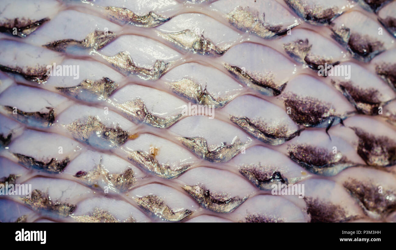 closeup of fish skin after the scales were removed Stock Photo - Alamy