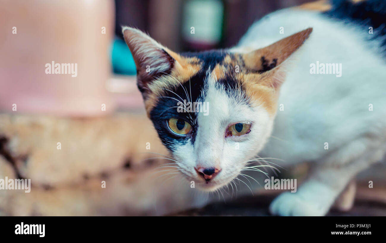 cute hissing cat Stock Photo - Alamy