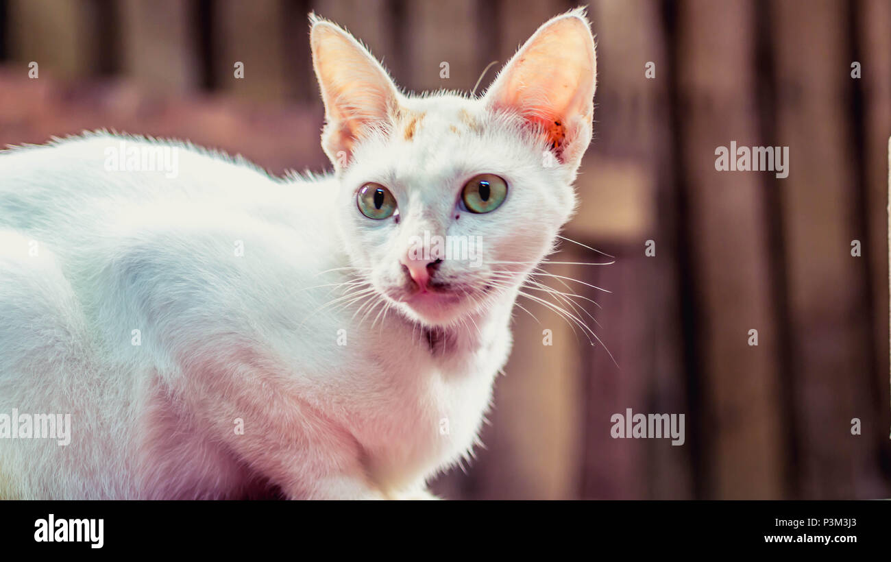 cute hissing cat Stock Photo - Alamy