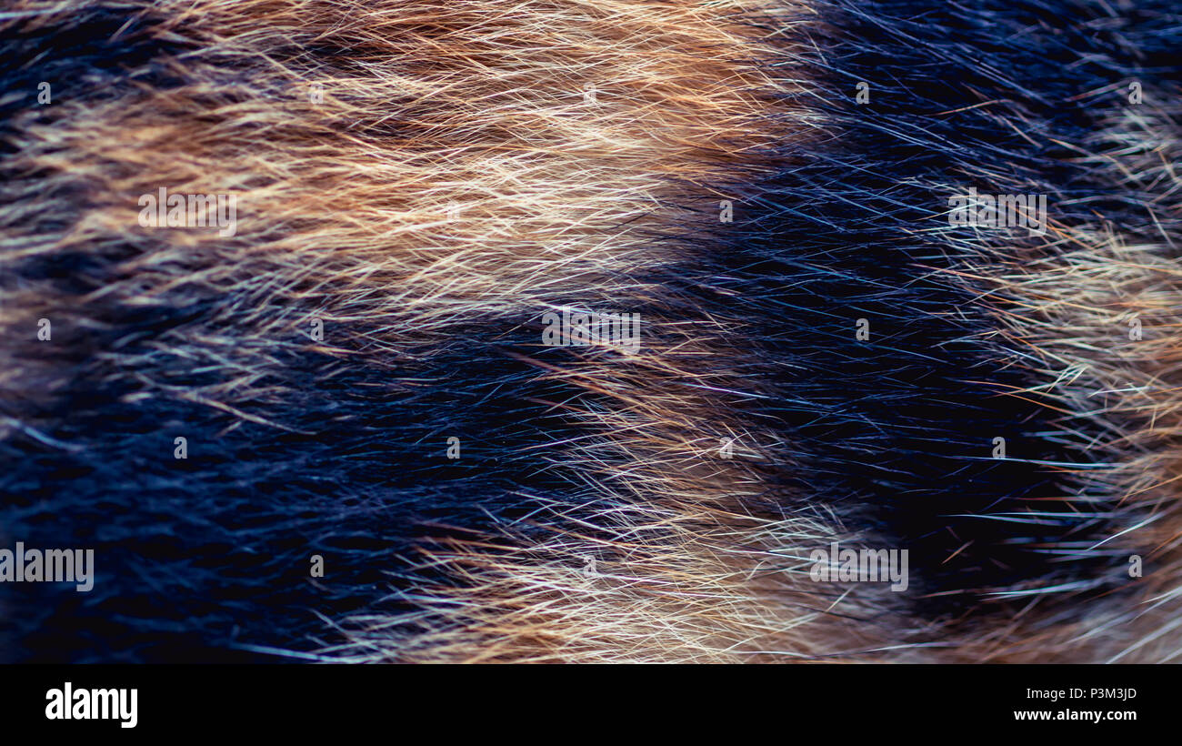 Calico fur texture hi-res stock photography and images - Alamy