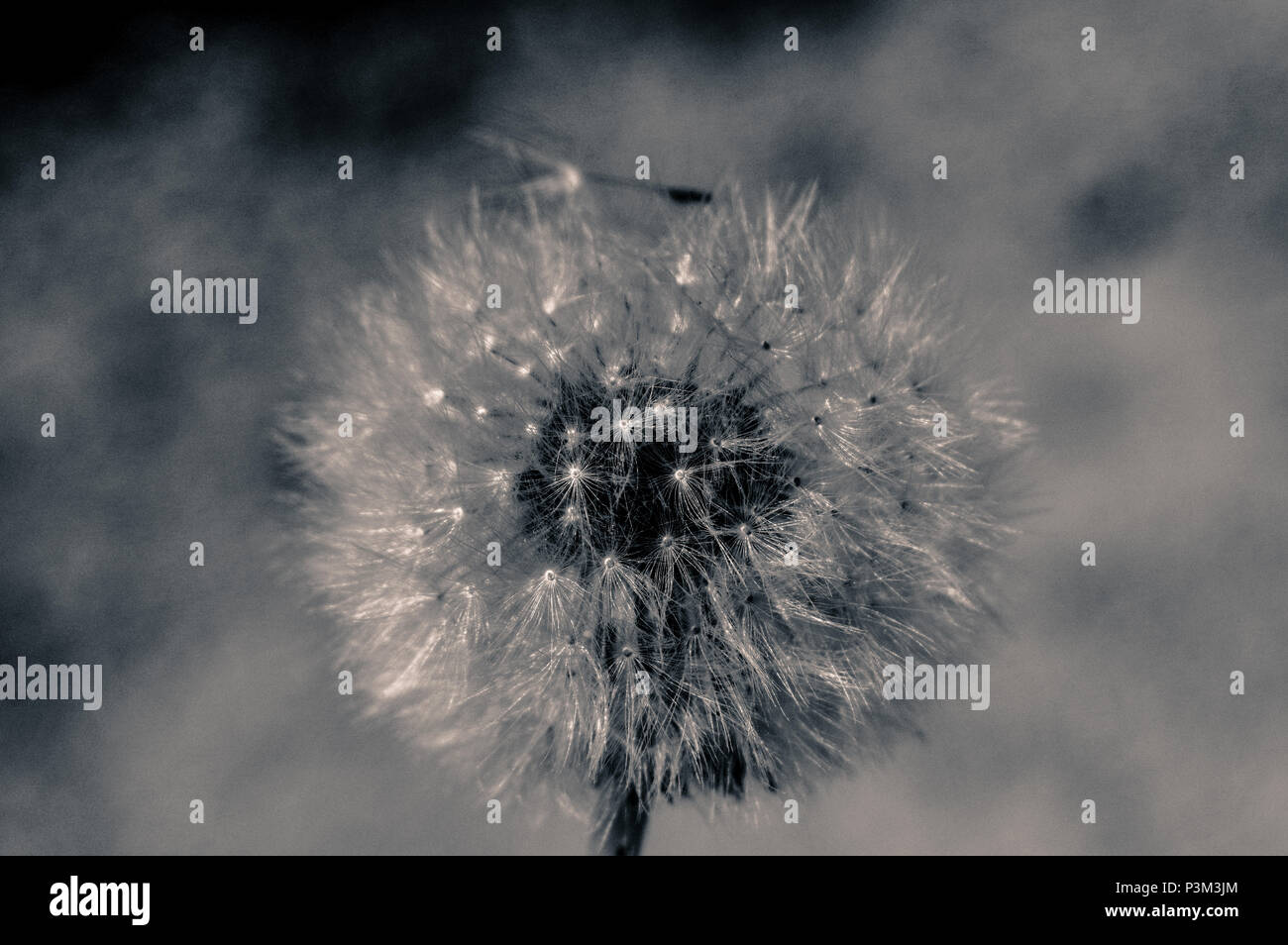 Dandelion with fluffy seeds Stock Photo - Alamy