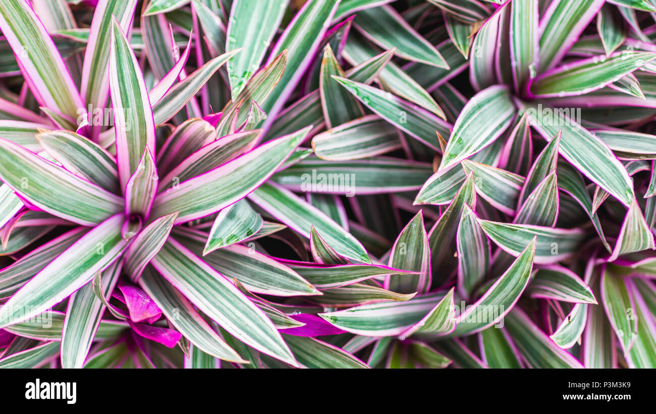 Tradescantia variegata hi-res stock photography and images - Alamy