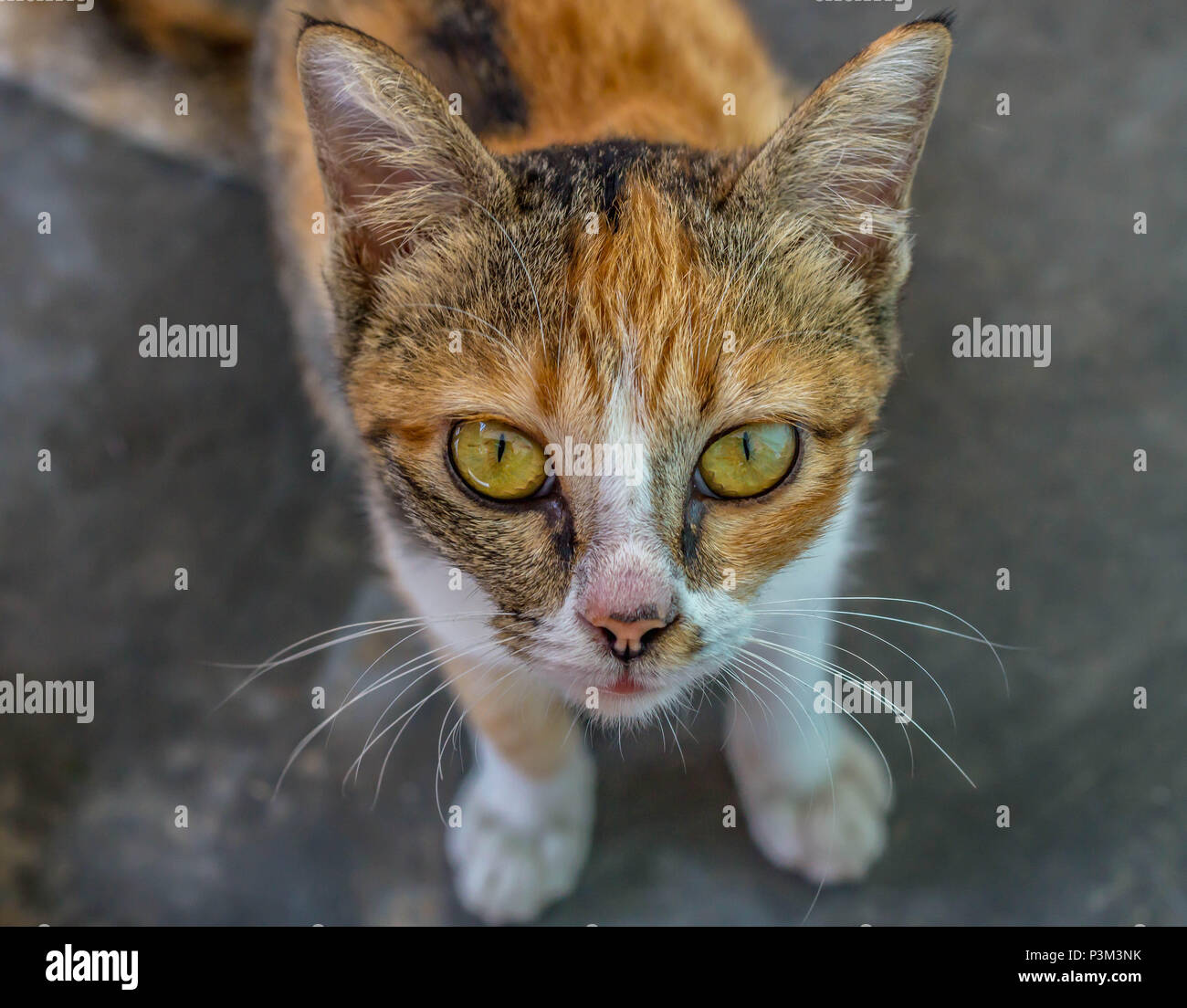 Cat in three colors hi-res stock photography and images - Alamy