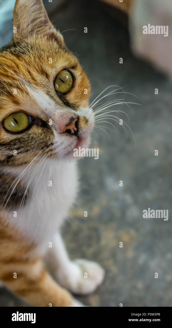 Beautiful three colors furry cat hi-res stock photography and images ...