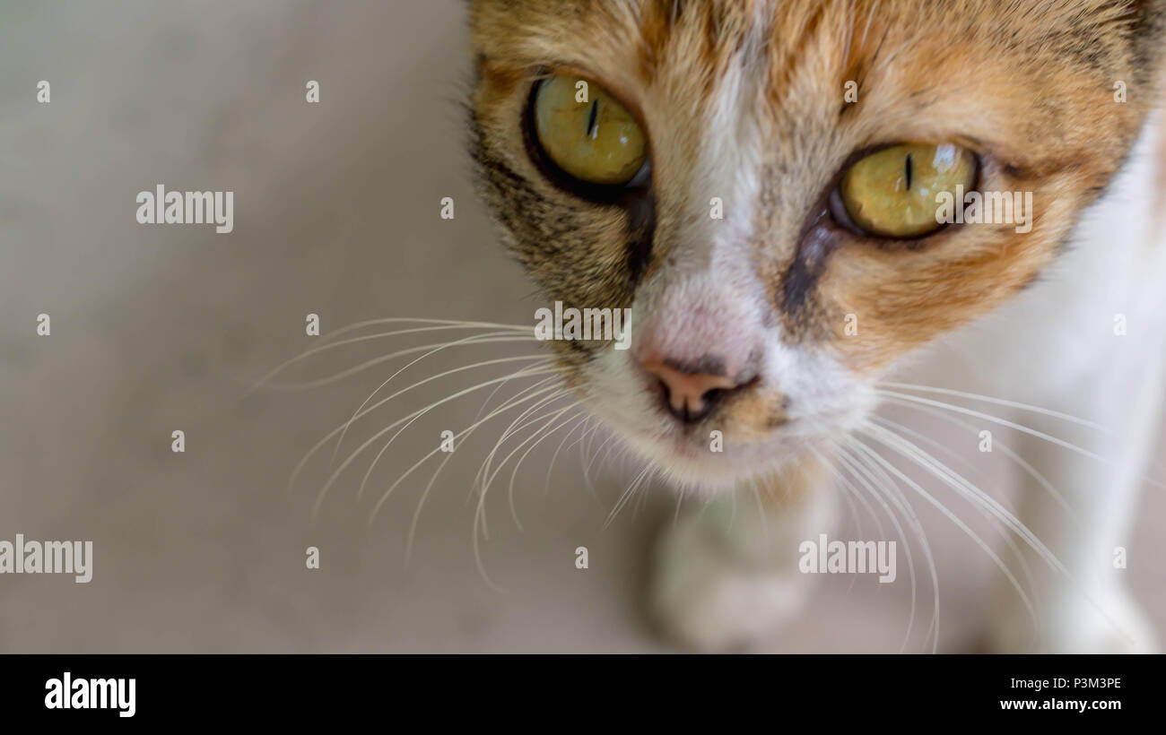 calico three colors cat posing in front of the camera with copy space ...