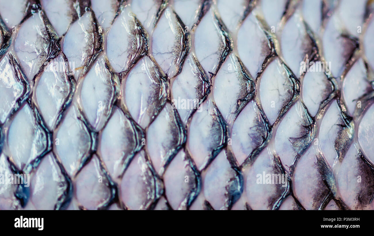 closeup of tilapia fish skin after the scales were removed Stock Photo ...