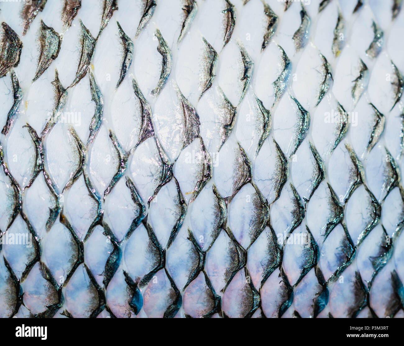 Fish scales texture hi-res stock photography and images - Alamy