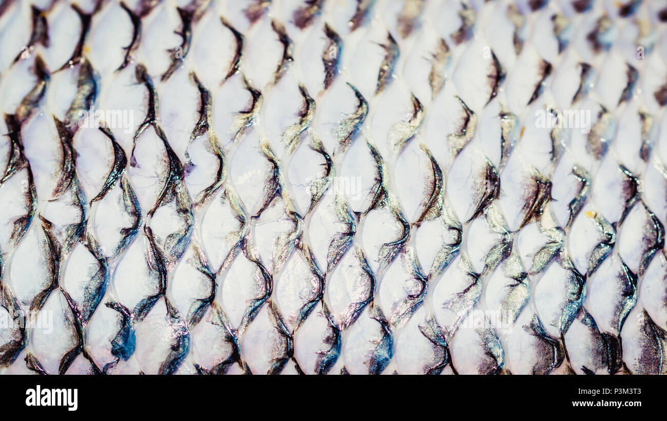 closeup of tilapia fish skin after the scales were removed Stock Photo ...