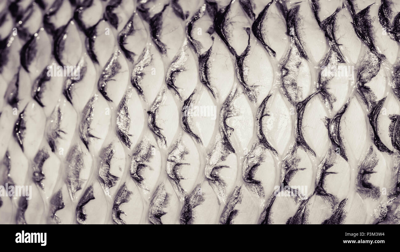 closeup of tilapia fish skin after the scales were removed Stock Photo ...