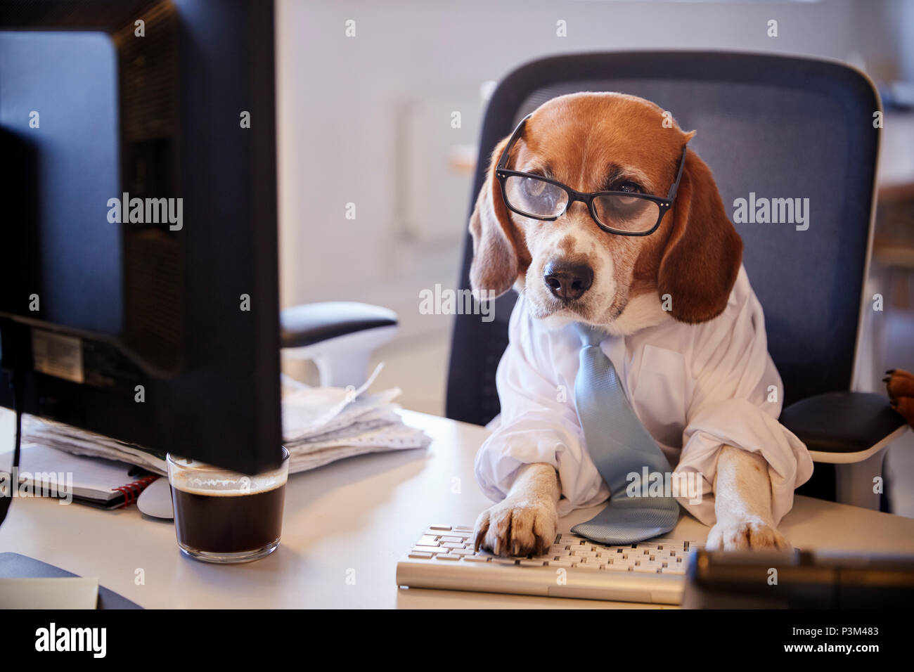 Beagle Dressed As Businessman Works At Desk On Computer Stock Photo - Alamy