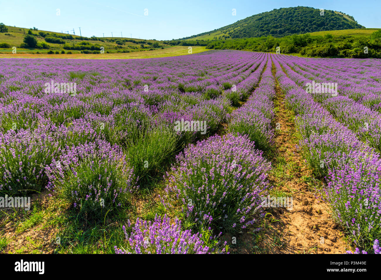 Beautiful lavander hi-res stock photography and images - Alamy