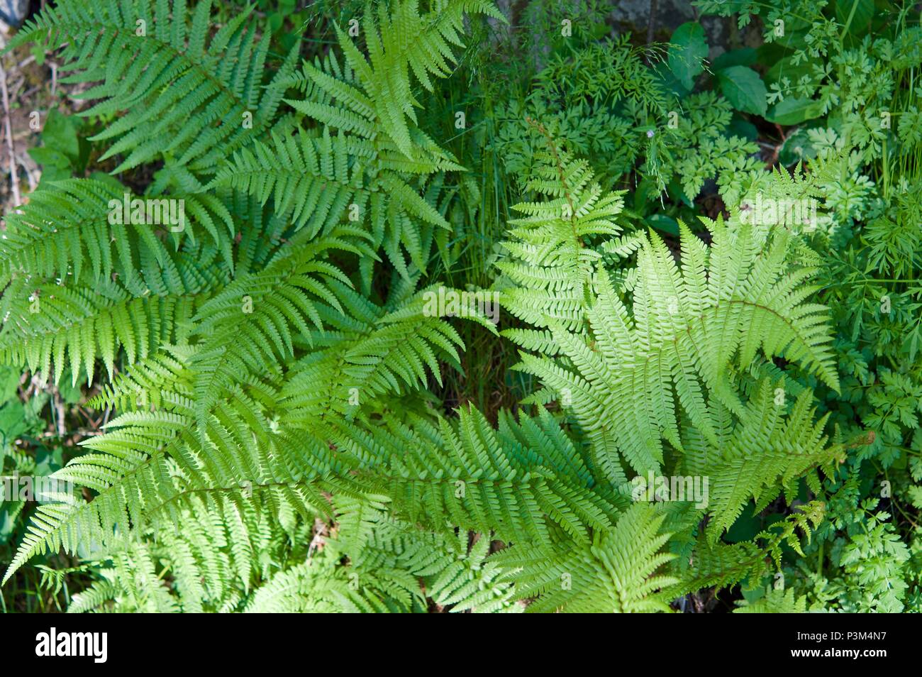 Class of ferns hi-res stock photography and images - Alamy