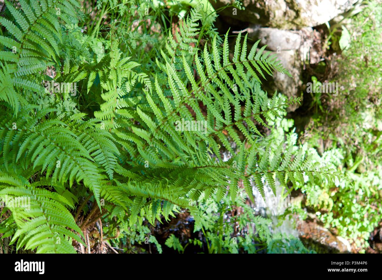 Groups of ferns Pterophyta class Stock Photo - Alamy