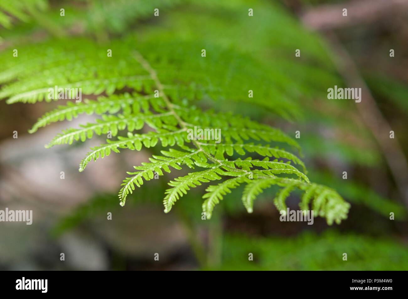 Groups of ferns Pterophyta class Stock Photo - Alamy