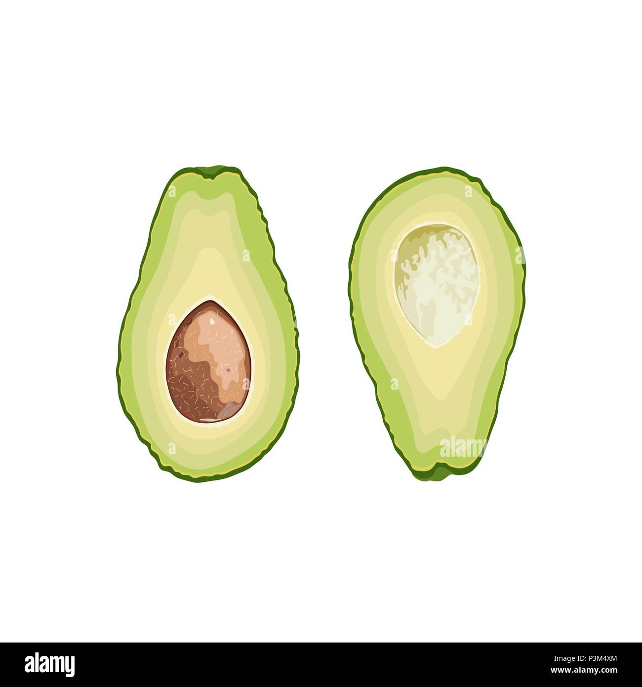 Vector fruit avocado. Avocado cut in half with a stone Stock Vector ...