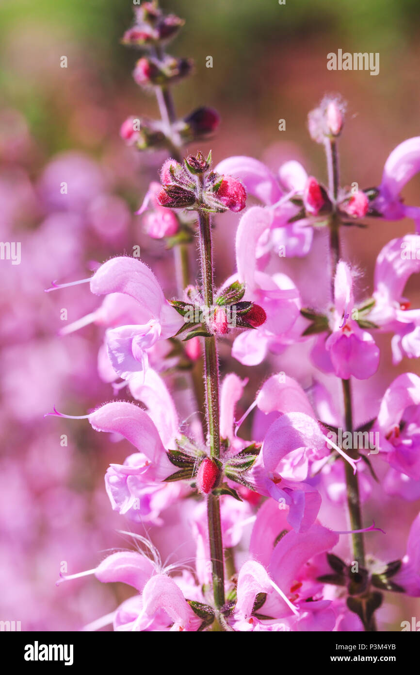 Fragile plants hi-res stock photography and images - Alamy