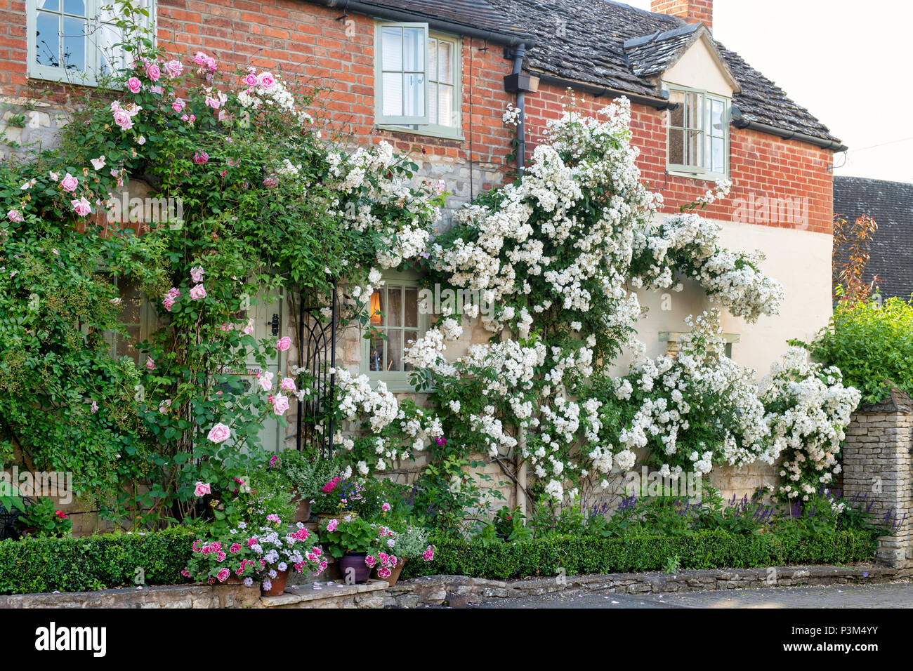 Climbing rose around front door hi-res stock photography and images - Alamy