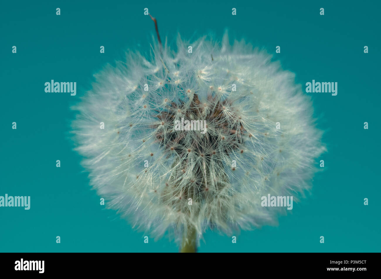 Dandelion with fluffy seeds Stock Photo - Alamy