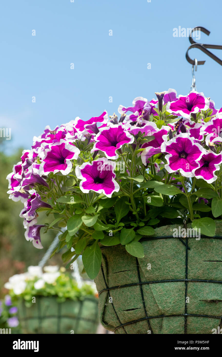 Hanging basket blooms hi-res stock photography and images - Alamy
