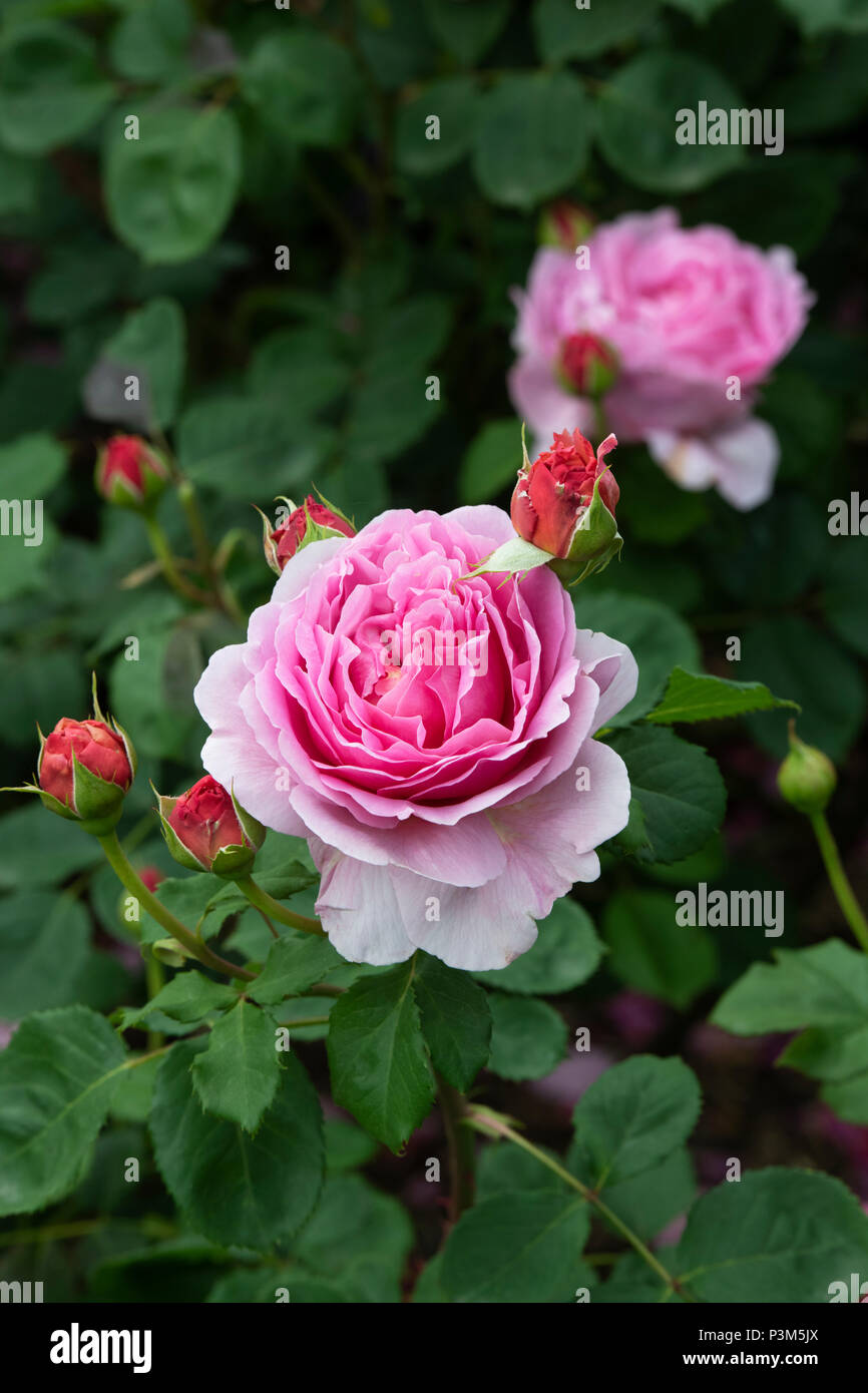 Rosa ‘Princess Alexandra of Kent’ / Ausmerchant. English shrub rose ...