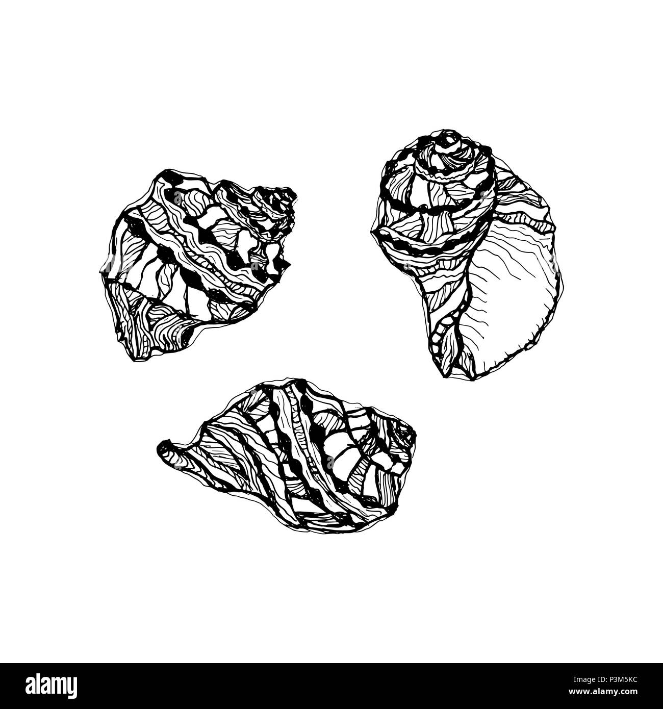 Vector Seashell Set Hand Drawn Illustration Of Sketches Mollusk Sea Shells Stock Vector Image