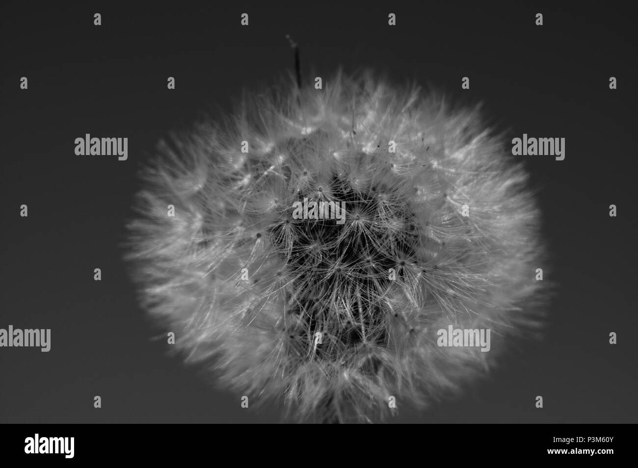 Seed hairy Black and White Stock Photos & Images - Alamy