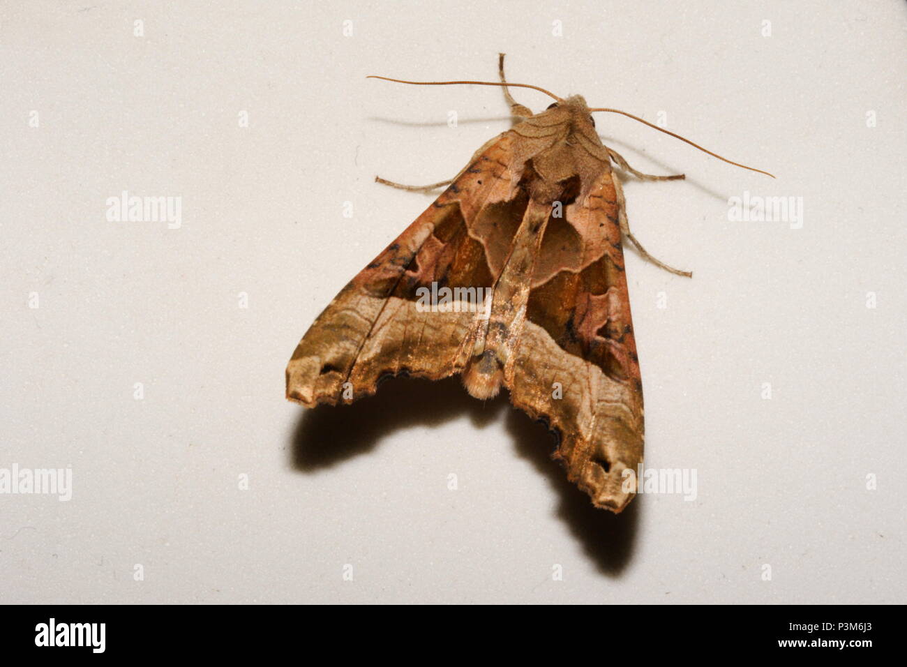 Angle shades moths hi-res stock photography and images - Alamy
