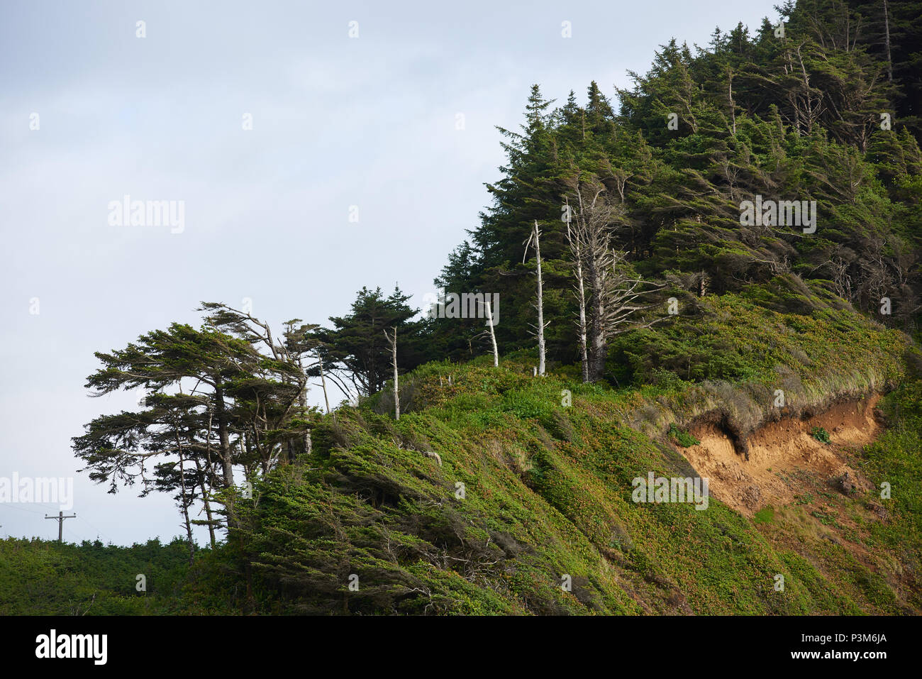 Storm-twisted trees, Short Beach, Oregon Stock Photo - Alamy