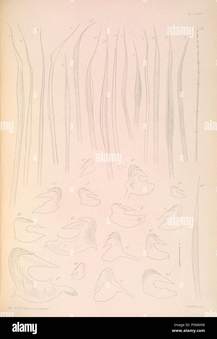 Annelids hi-res stock photography and images - Alamy