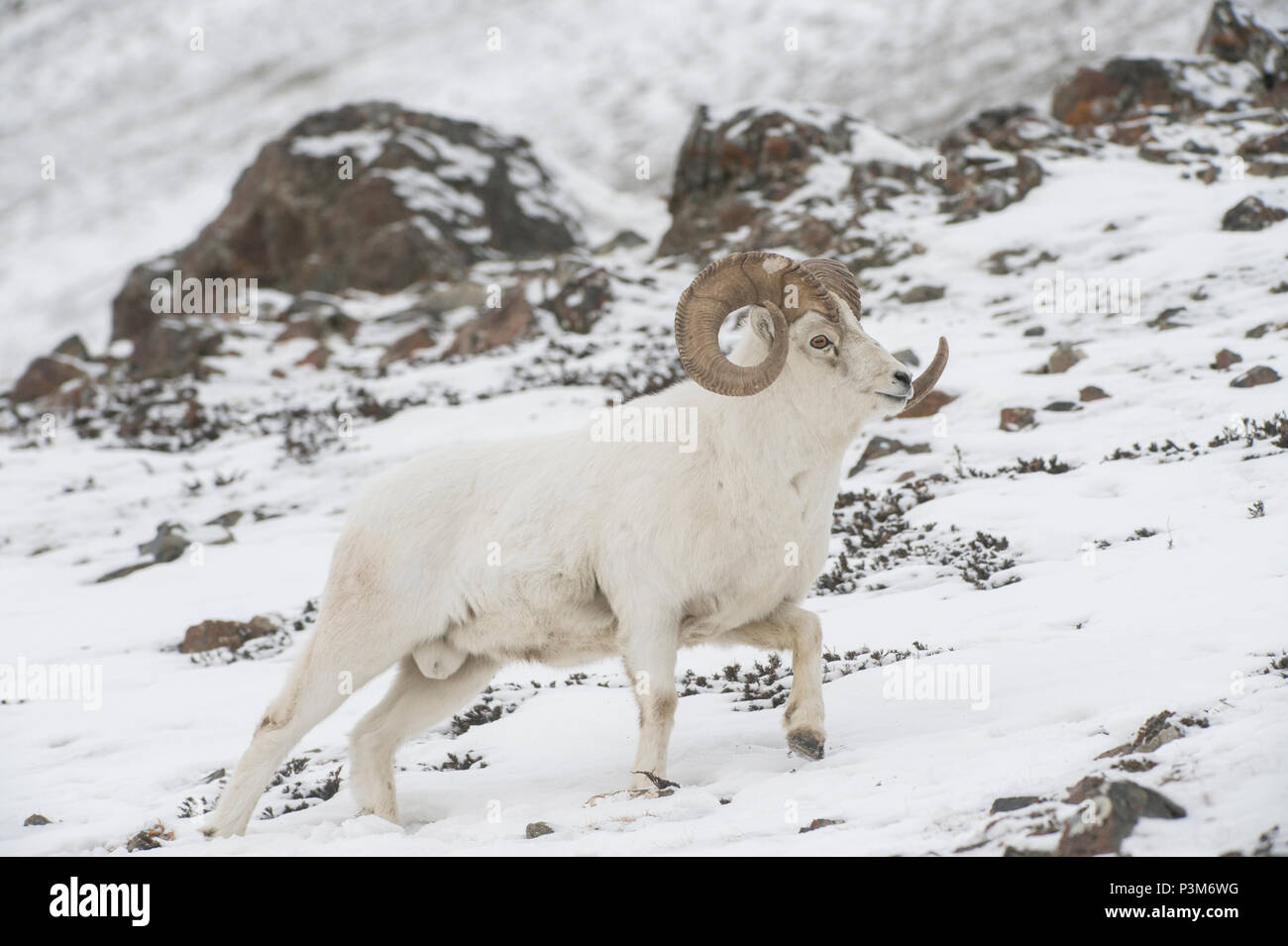 Dall's Sheep (Ovis dalli) ram in snow, Yukon Territory, Canada Stock ...