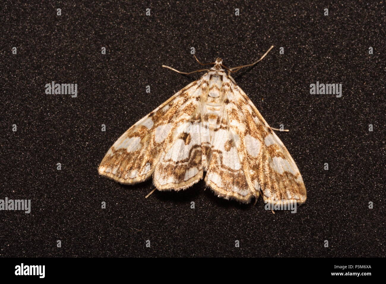 China mark moth hi-res stock photography and images - Alamy