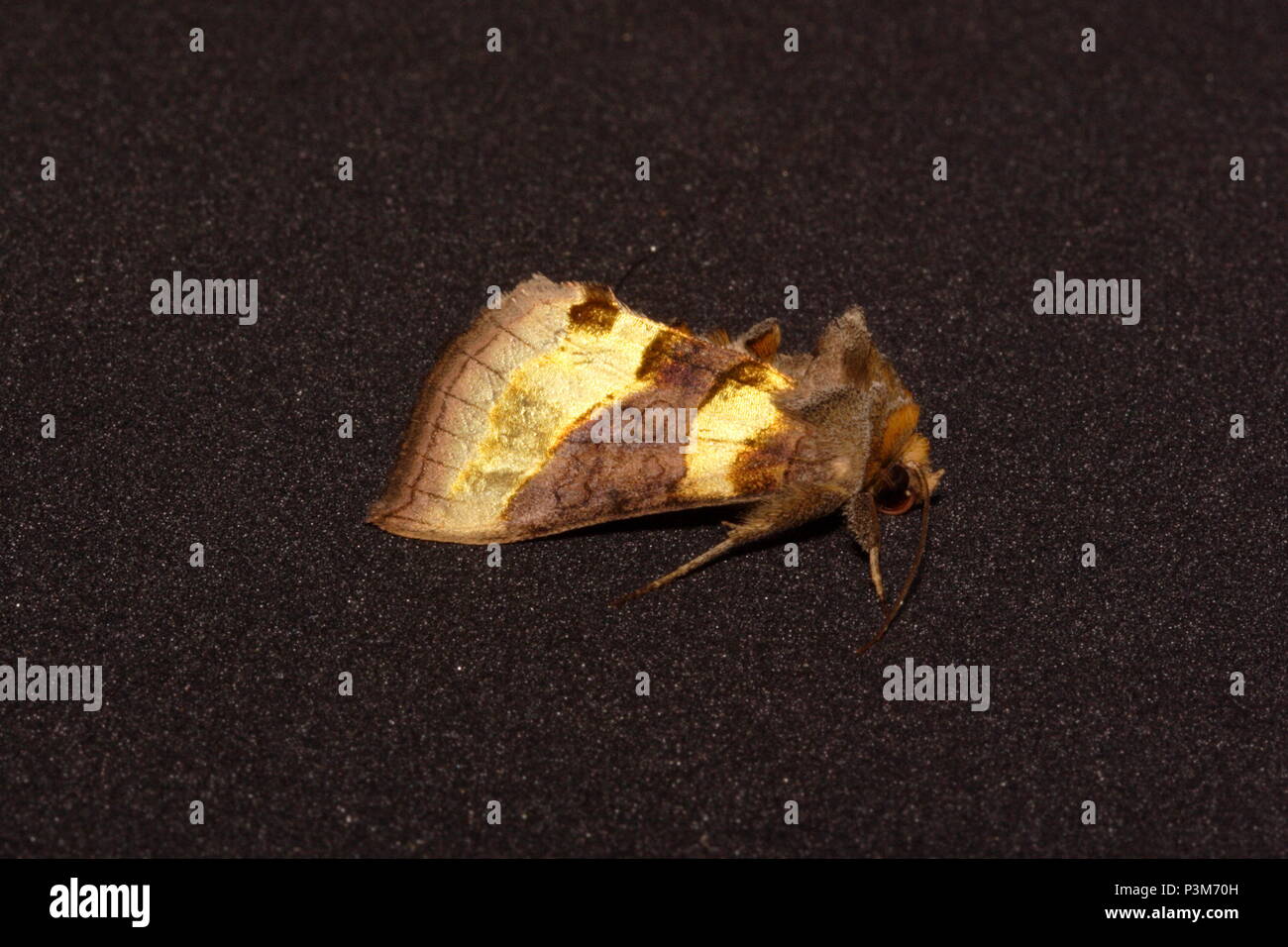 Brass moths hi-res stock photography and images - Alamy