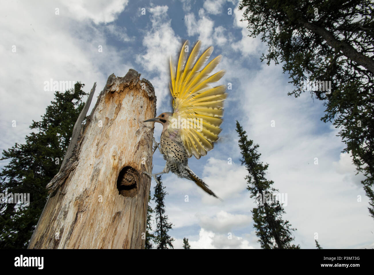 Northern Flicker (Colaptes auratus) approaching nest cavity in forest ...