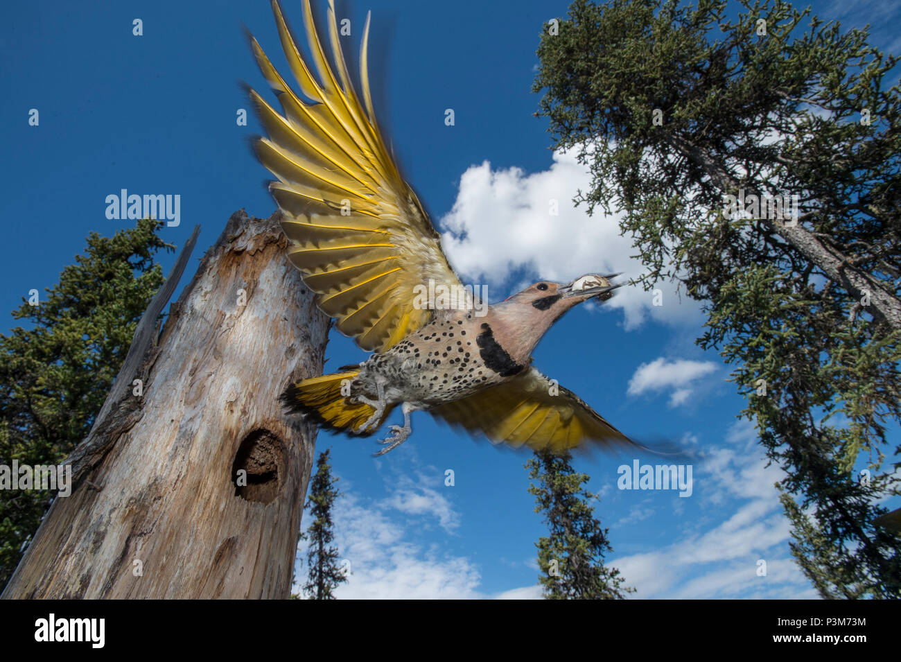 Northern Flicker (Colaptes auratus) carrying fecal sac from nest cavity ...