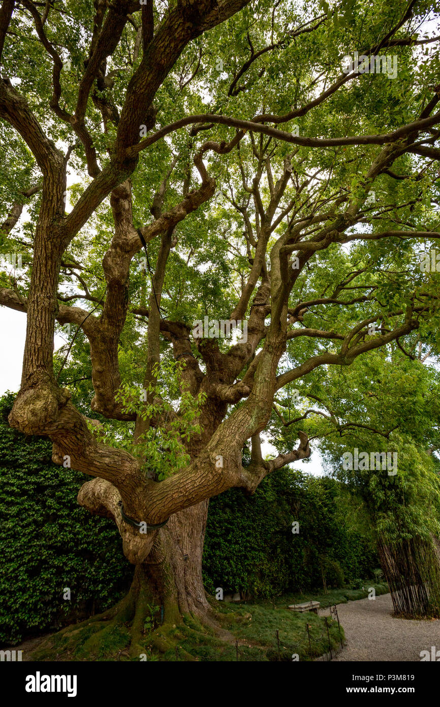 Beautiful very old green tree in a park in Italy during springtime ...