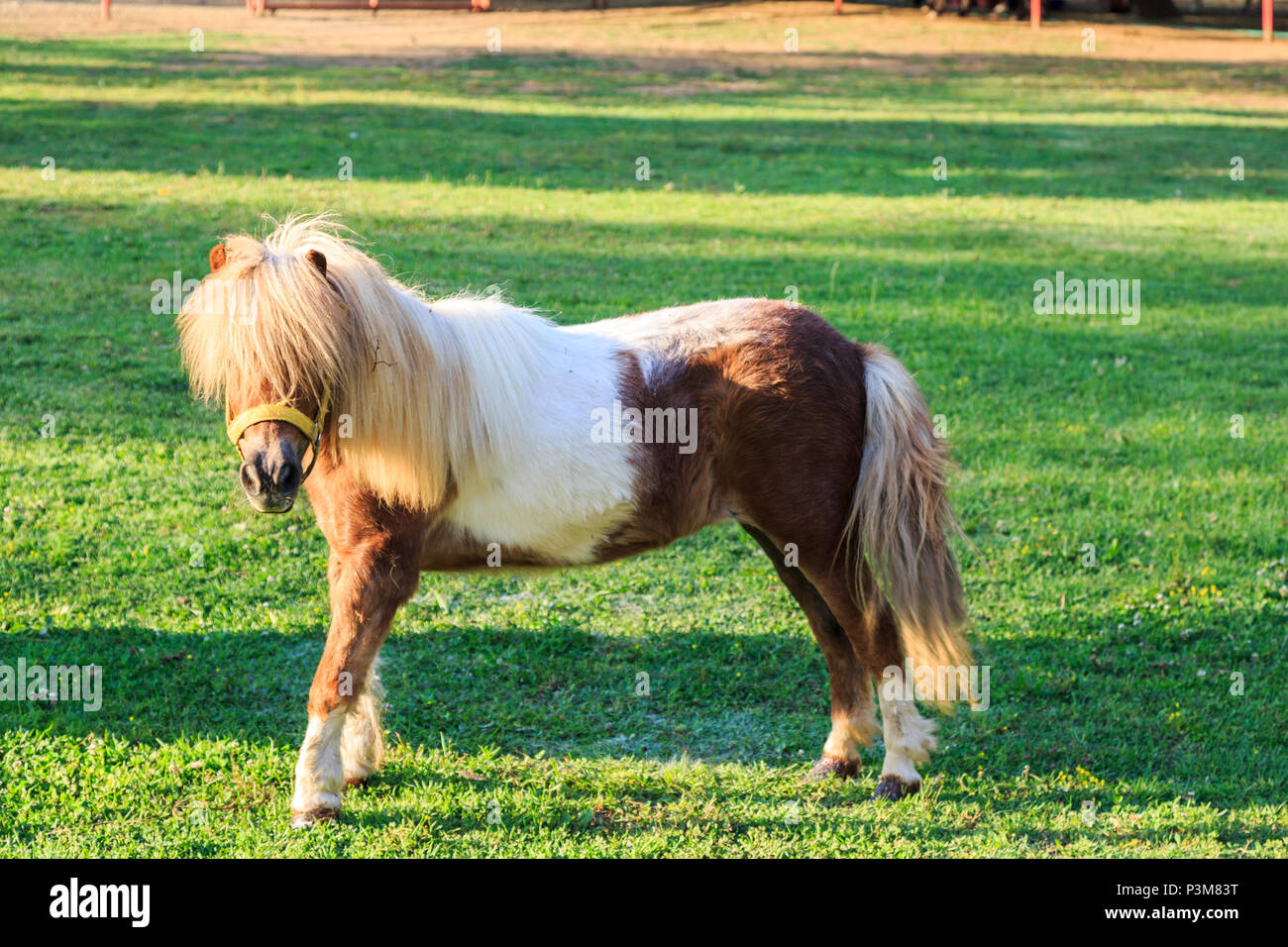 Little cute pony on the green grass field Stock Photo - Alamy