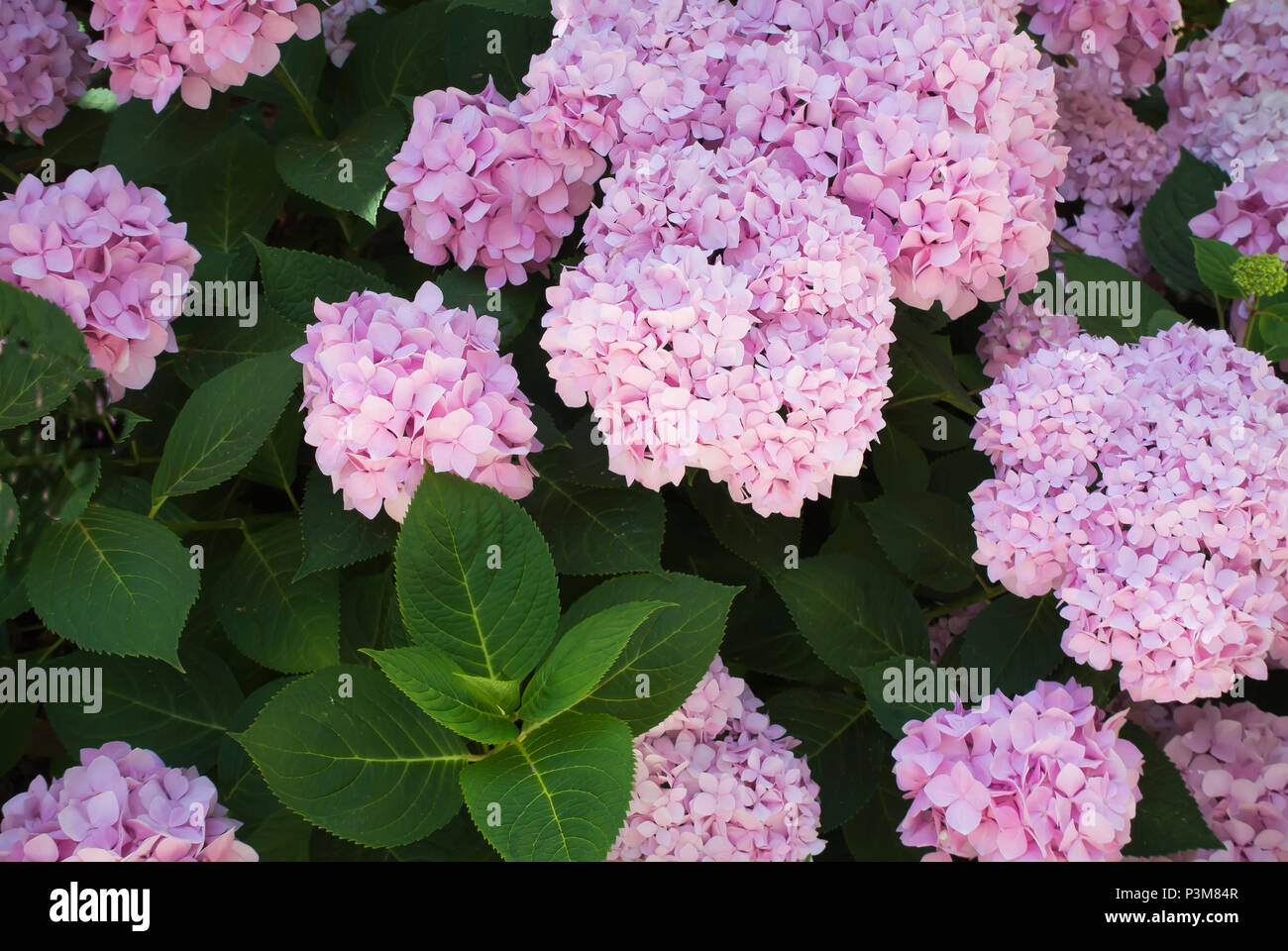 Hydrangea family hi-res stock photography and images - Alamy
