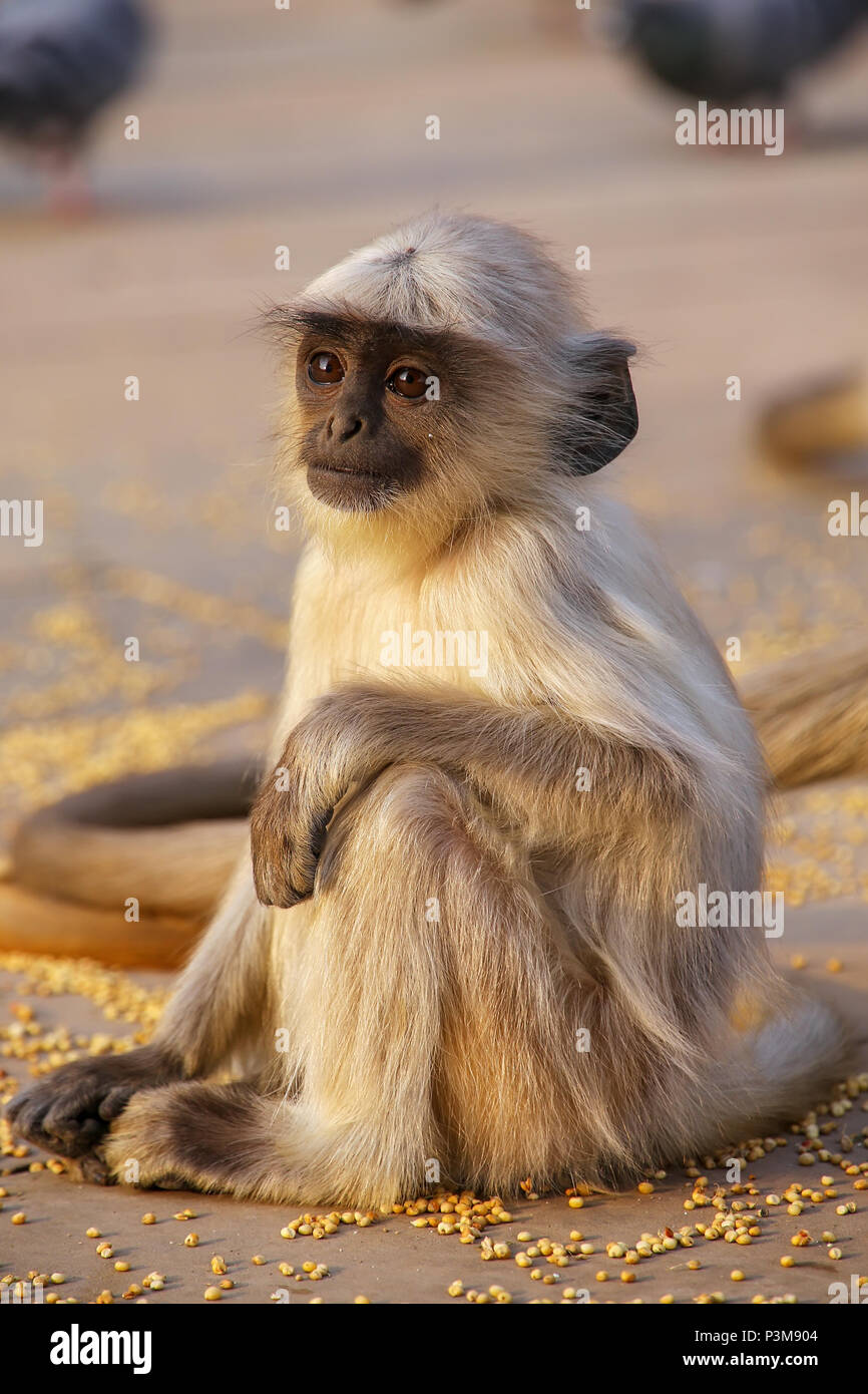 Baby gray langur sitting in Amber Fort near Jaipur, Rajasthan, India ...