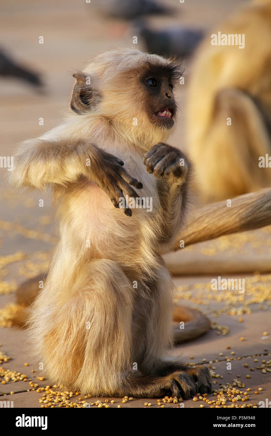 Baby gray langur sitting in Amber Fort near Jaipur, Rajasthan, India ...