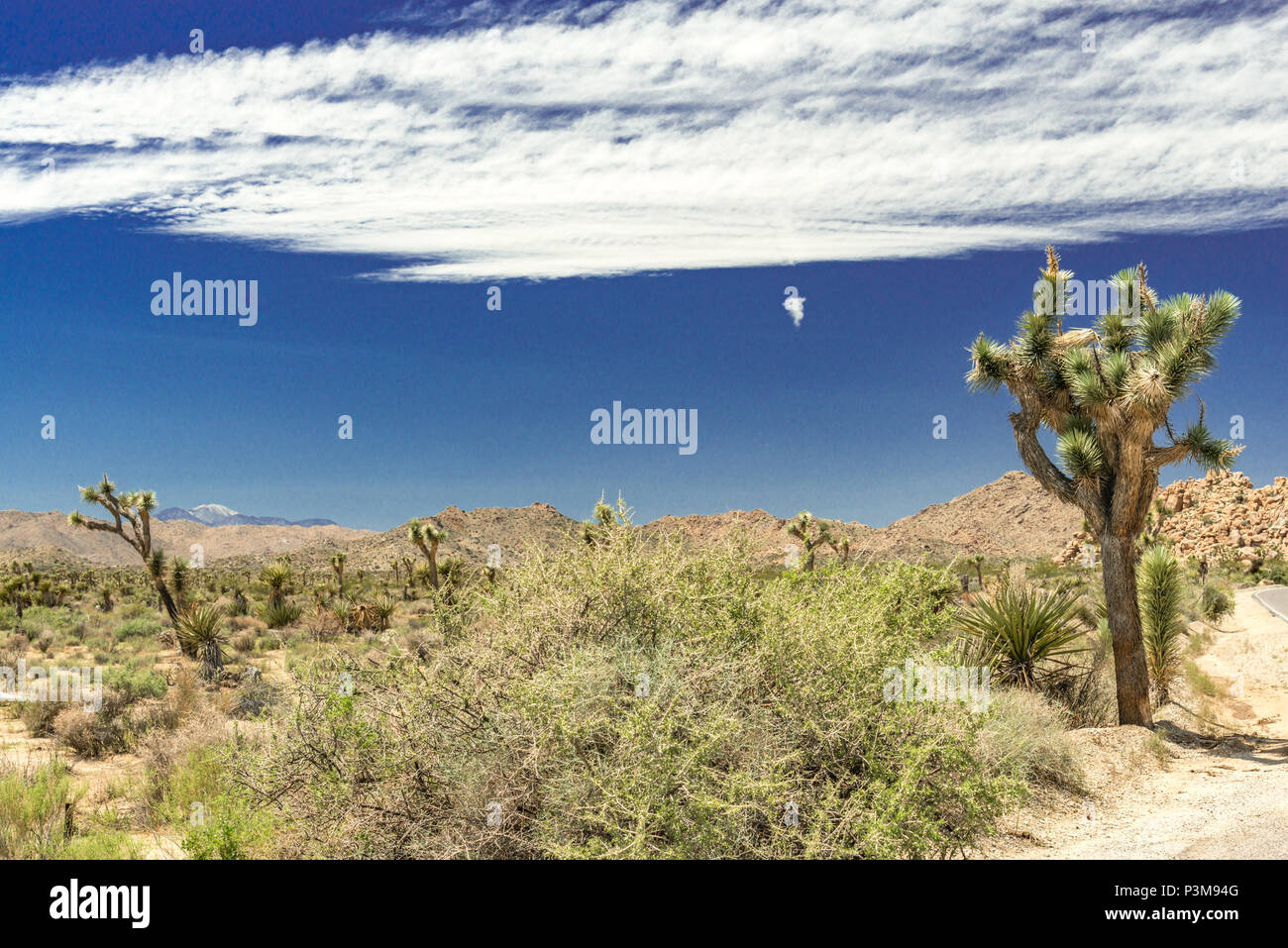 Joshua Tree National Park under blue and cirrus skies Stock Photo - Alamy