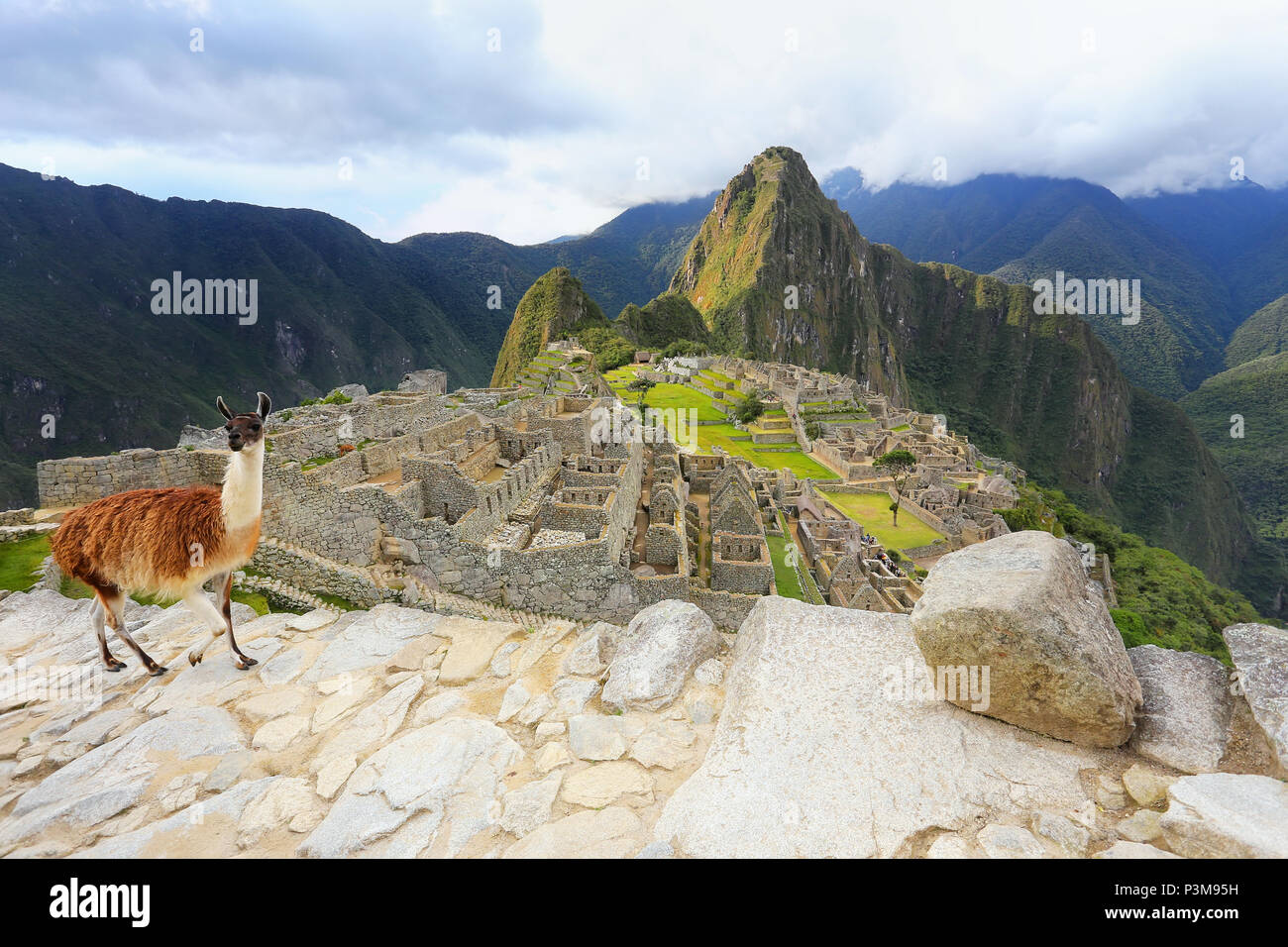Llama standing at Machu Picchu overlook in Peru. In 2007 Machu Picchu ...