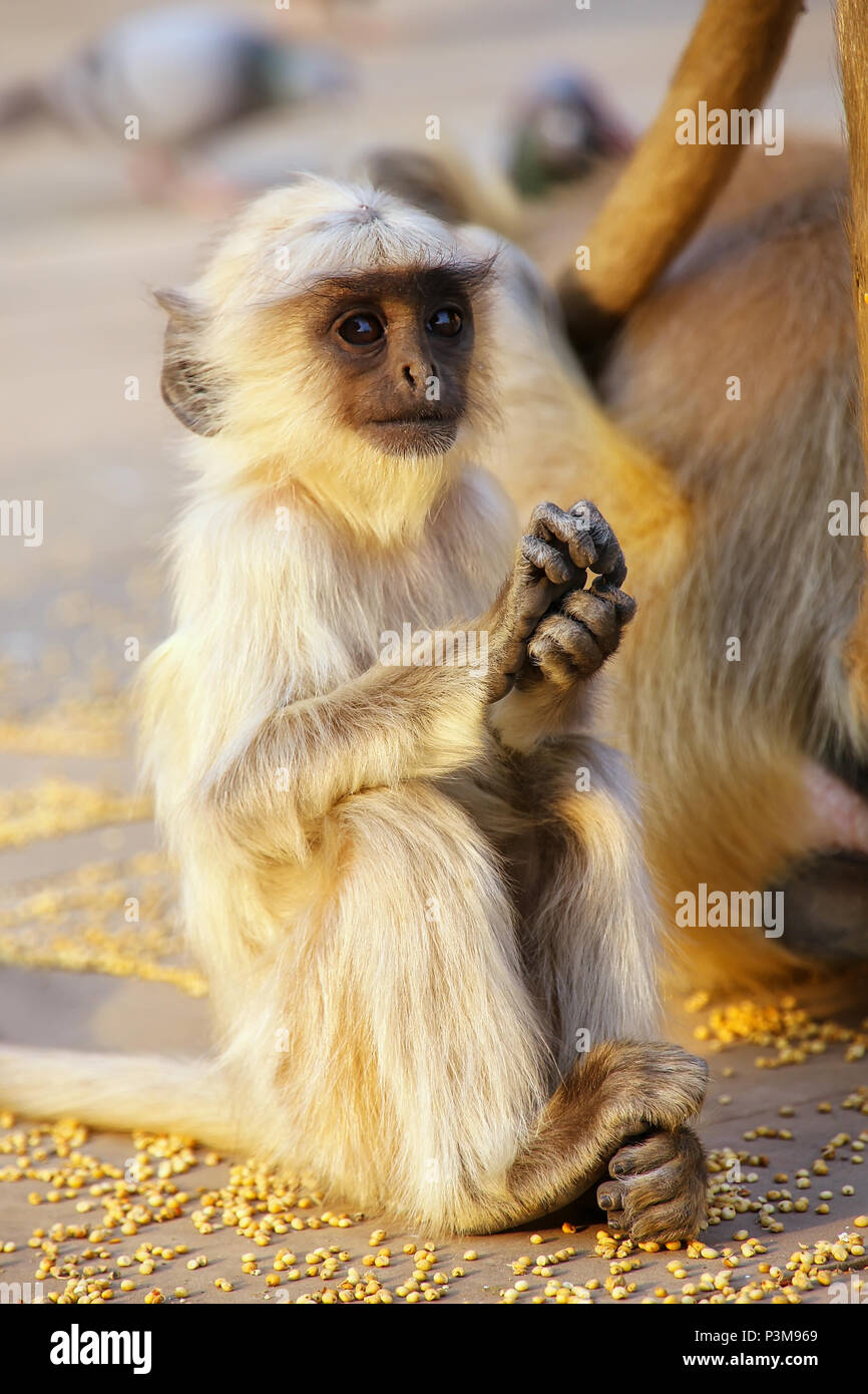 Baby gray langur sitting in Amber Fort near Jaipur, Rajasthan, India ...