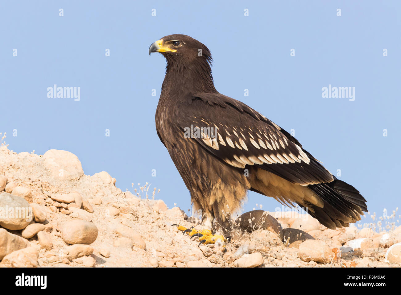 Indian Spotted Eagle Identification