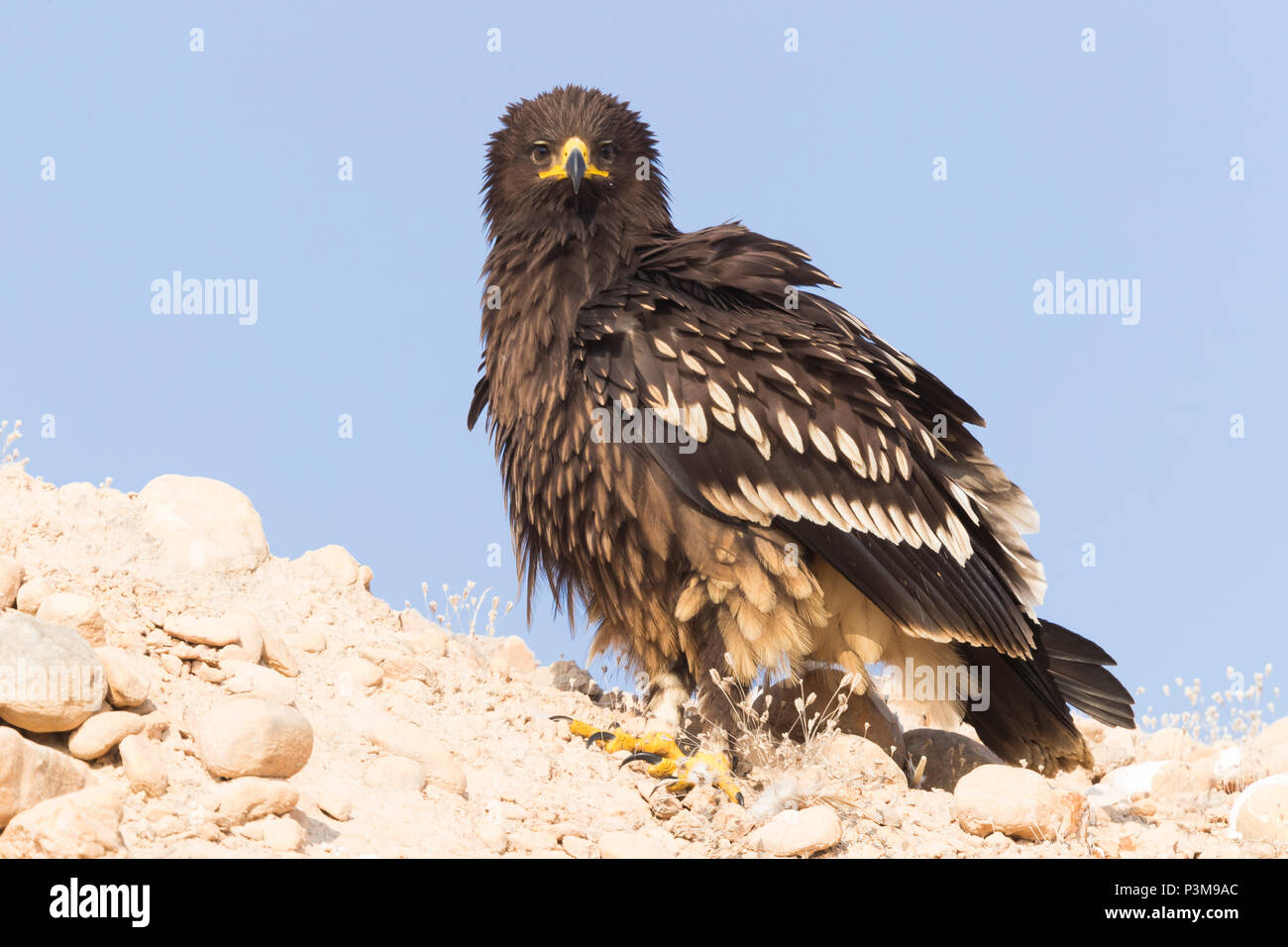 Juvenile Indian Spotted Eagle