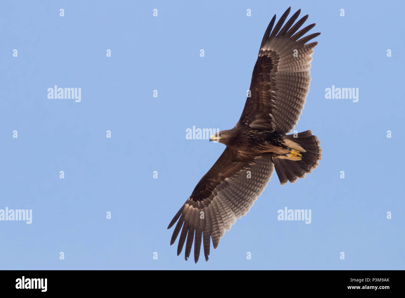 Indian Spotted Eagle Identification